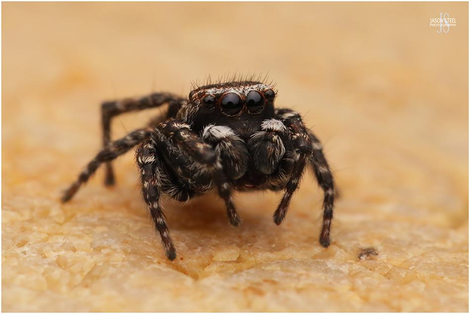 Jumping Spiders of the UK
